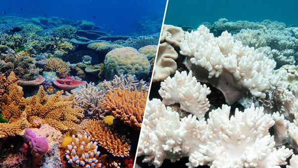 Coral Reefs Matter | Eminence Organic Skincare